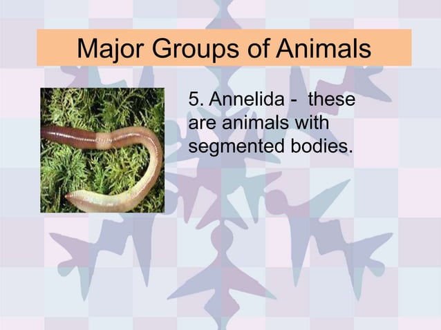 Major groups of animals | PPTX | Reptiles | Pets