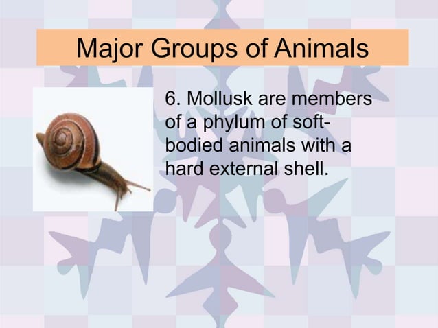 Major groups of animals | PPTX | Reptiles | Pets