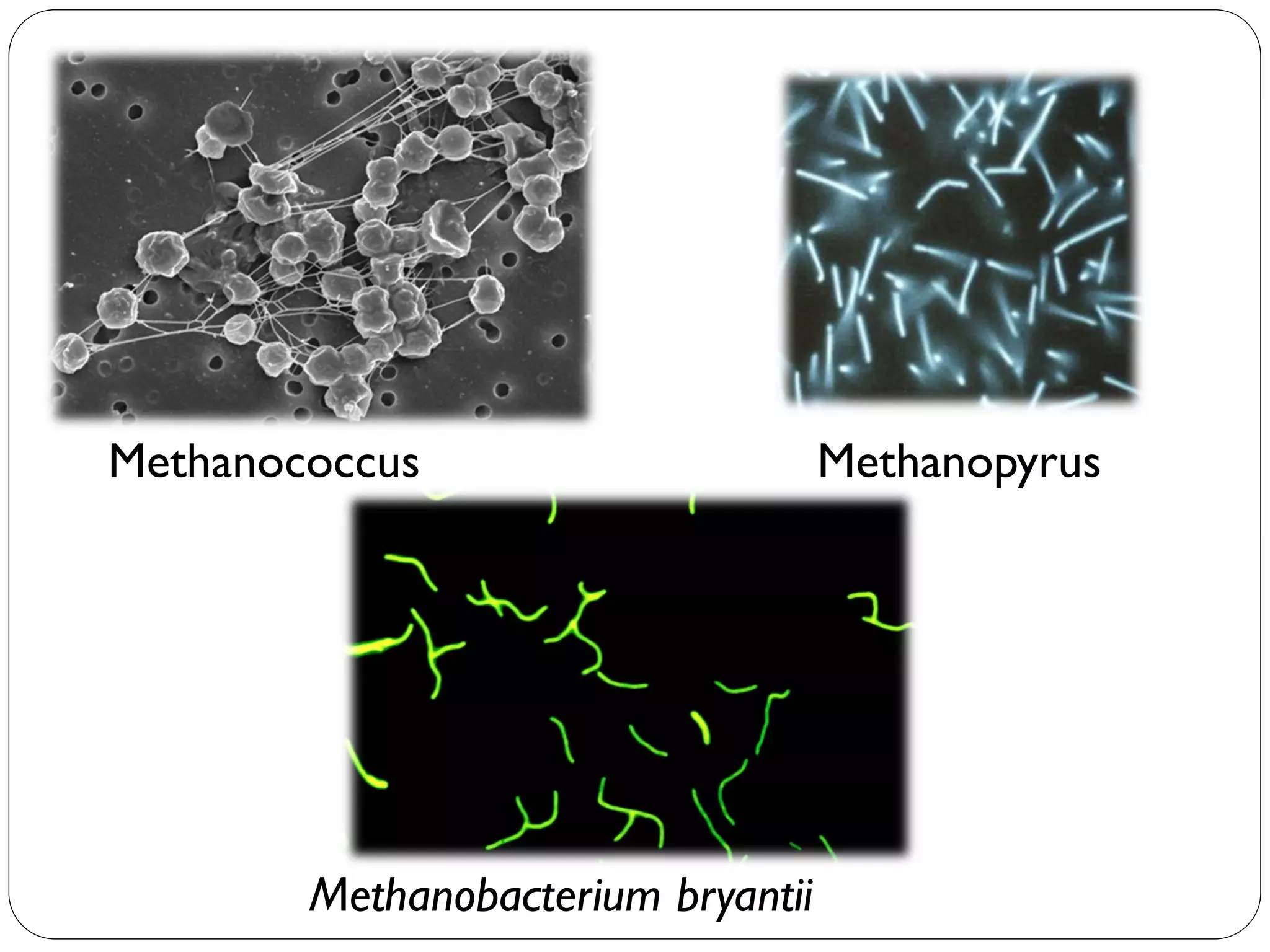 MAJOR GROUPS OF BACTERIA.pdf