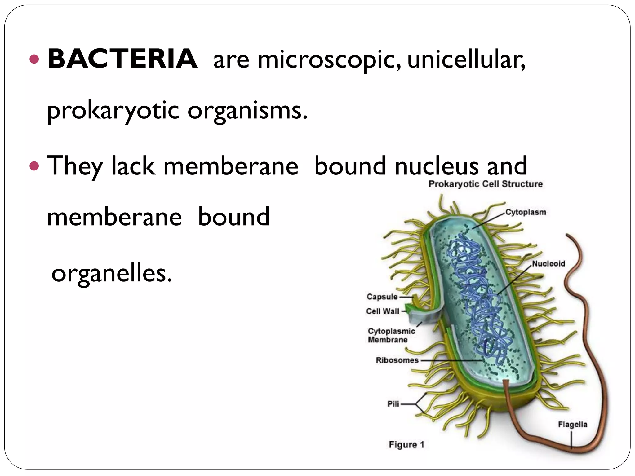 MAJOR GROUPS OF BACTERIA.pdf