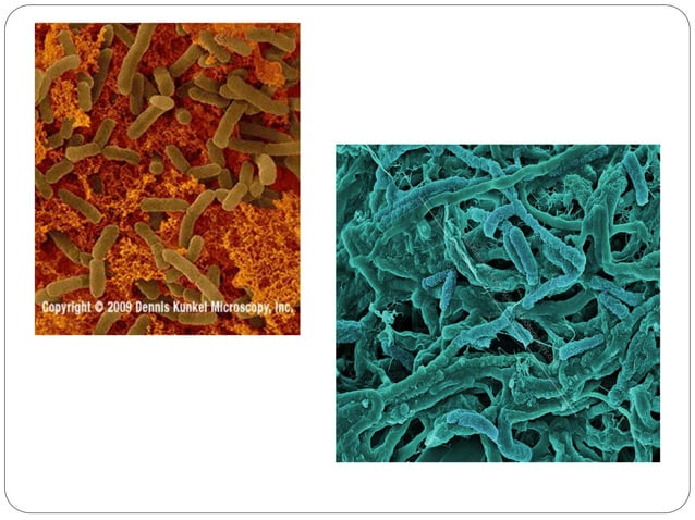 MAJOR GROUPS OF BACTERIA.pdf