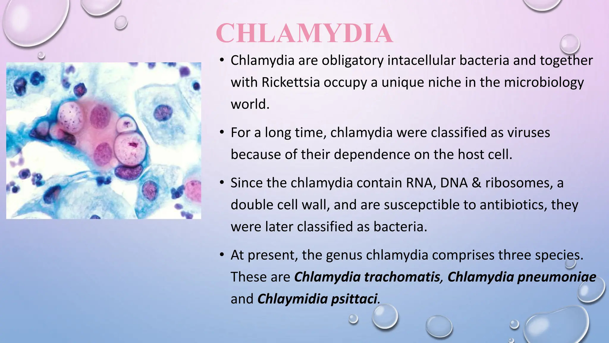 Major groups of bacteria: Spirochetes, Chlamydia, Rickettsia, nanobes ...