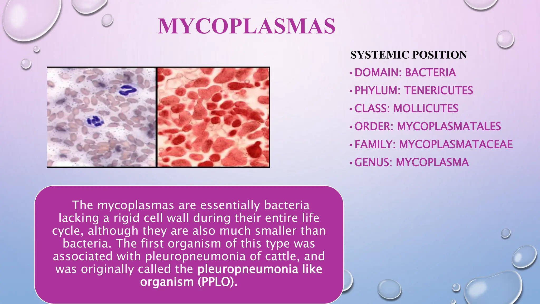 Major groups of bacteria: Spirochetes, Chlamydia, Rickettsia, nanobes ...