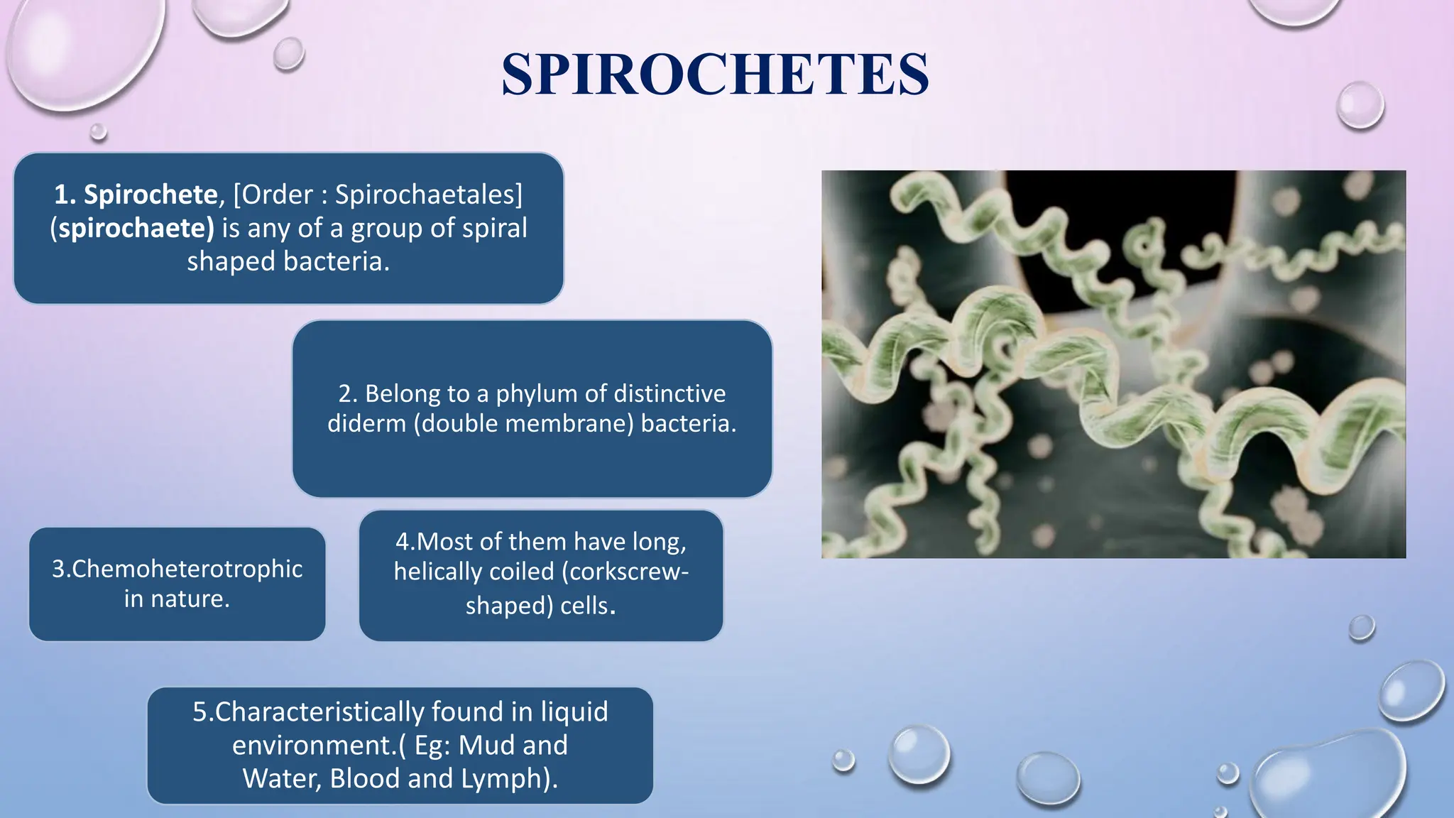Major groups of bacteria: Spirochetes, Chlamydia, Rickettsia, nanobes ...