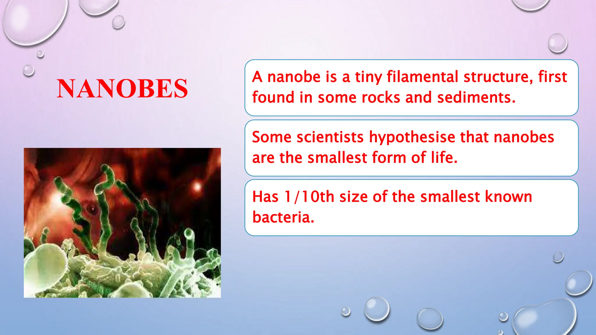 Major groups of bacteria: Spirochetes, Chlamydia, Rickettsia, nanobes ...