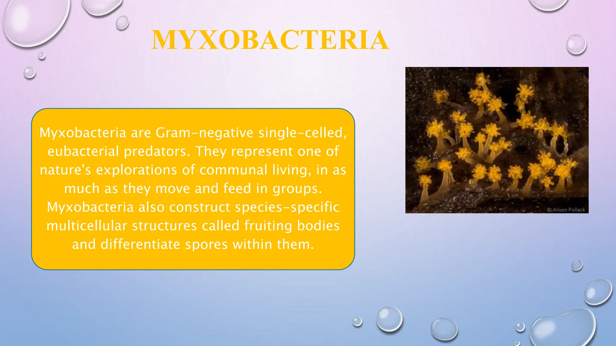 Major groups of bacteria: Spirochetes, Chlamydia, Rickettsia, nanobes ...