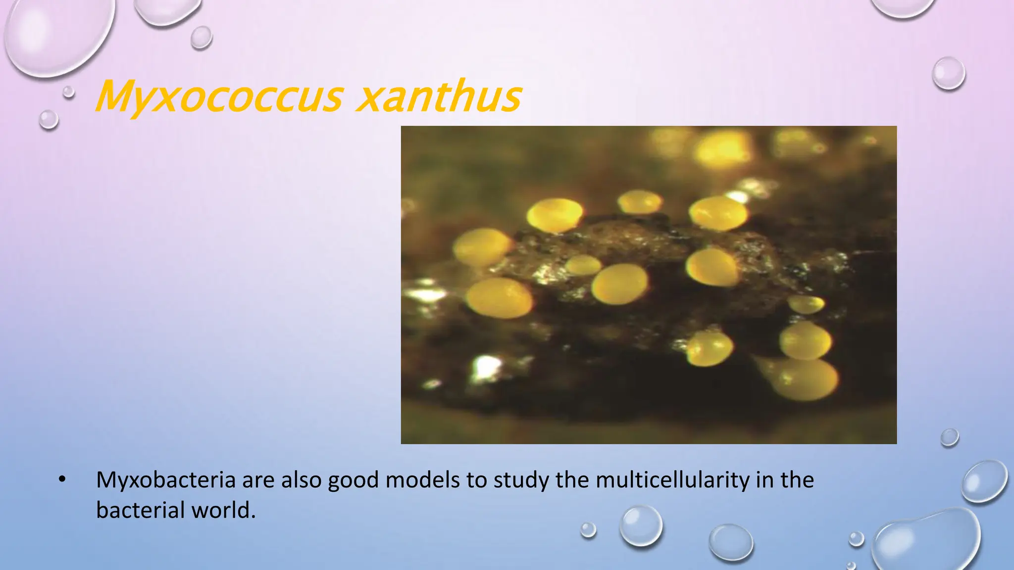 Major groups of bacteria: Spirochetes, Chlamydia, Rickettsia, nanobes ...