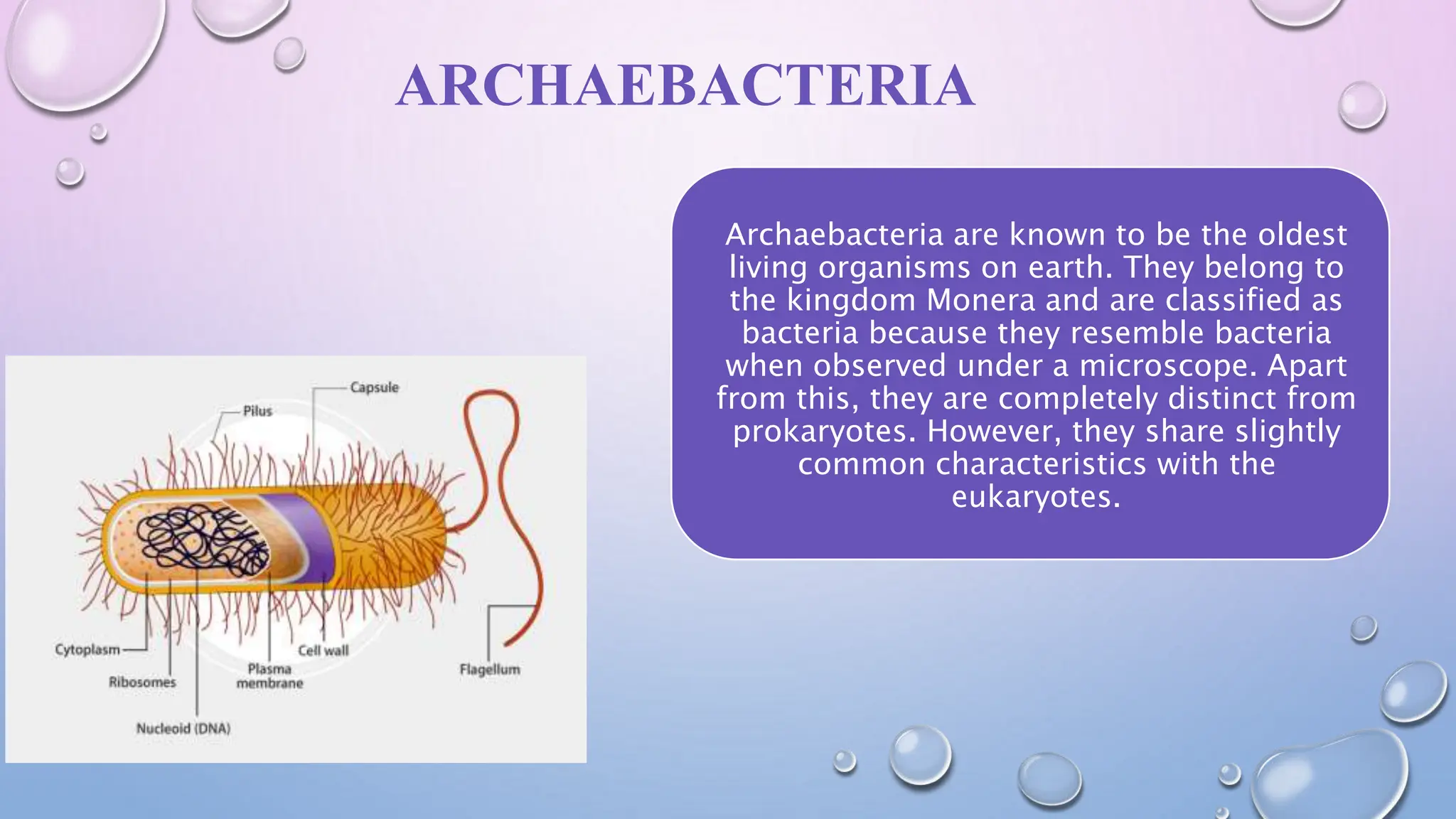 Major groups of bacteria: Spirochetes, Chlamydia, Rickettsia, nanobes ...