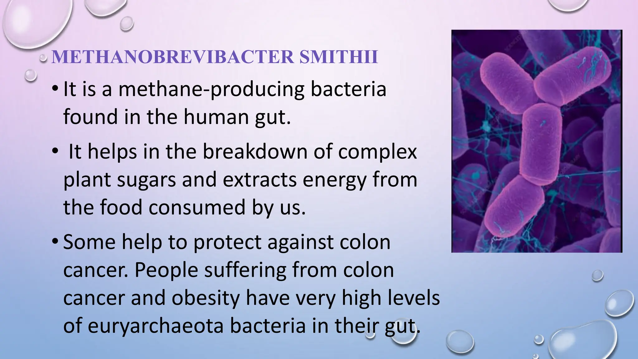 Major groups of bacteria: Spirochetes, Chlamydia, Rickettsia, nanobes ...