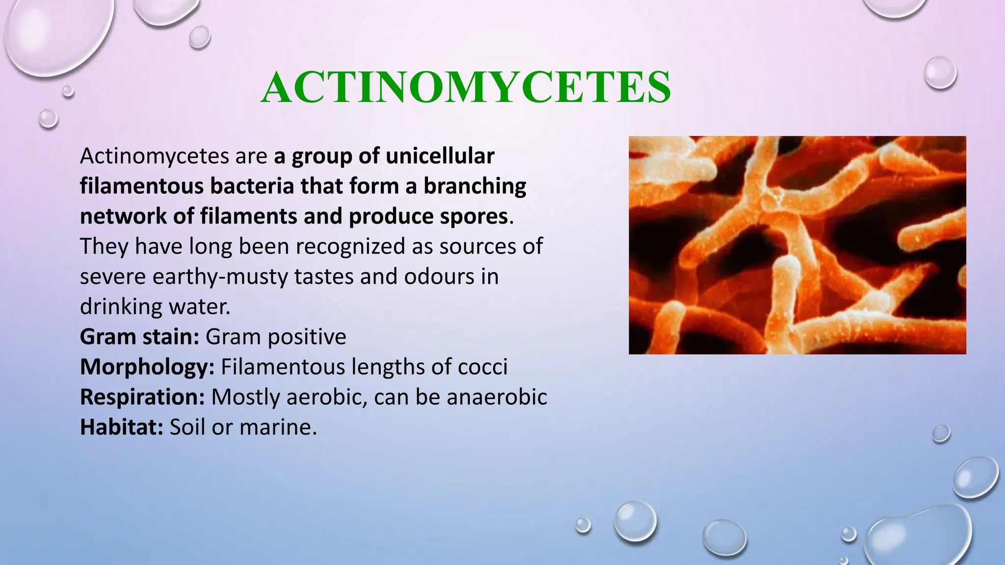 Major groups of bacteria: Spirochetes, Chlamydia, Rickettsia, nanobes ...