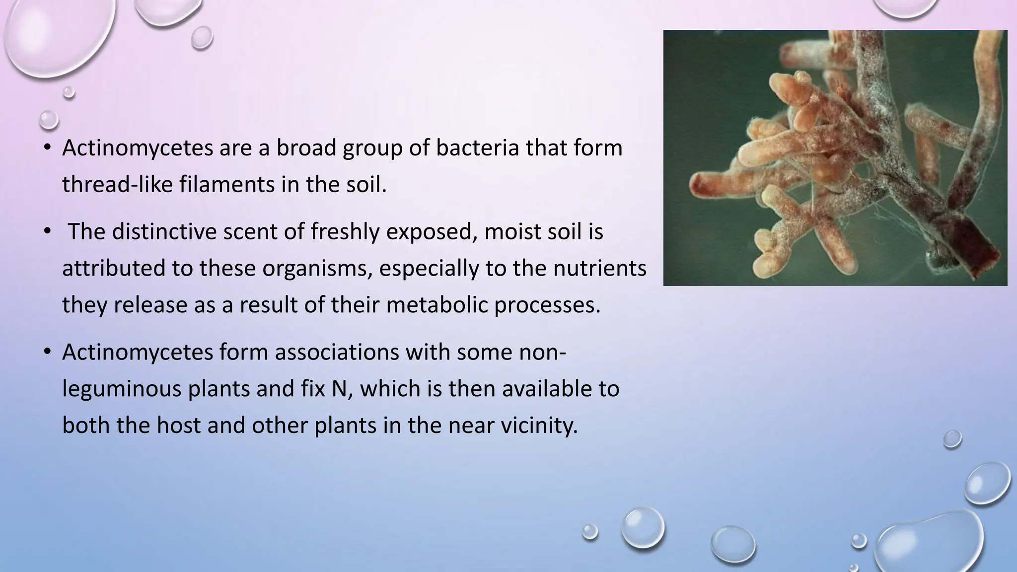 Major groups of bacteria: Spirochetes, Chlamydia, Rickettsia, nanobes ...