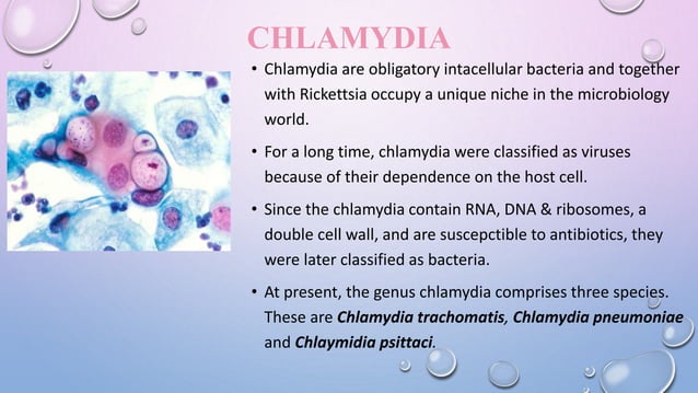 Major groups of bacteria: Spirochetes, Chlamydia, Rickettsia, nanobes ...