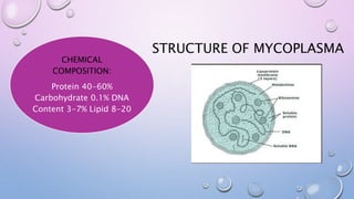 Major groups of bacteria: Spirochetes, Chlamydia, Rickettsia, nanobes ...