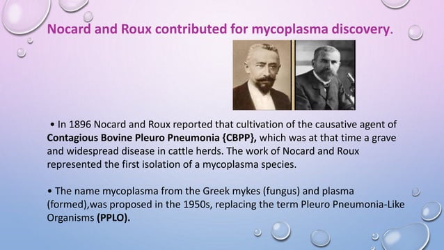 Major groups of bacteria: Spirochetes, Chlamydia, Rickettsia, nanobes ...