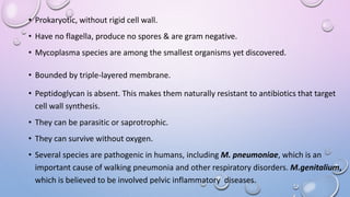 Major groups of bacteria: Spirochetes, Chlamydia, Rickettsia, nanobes ...