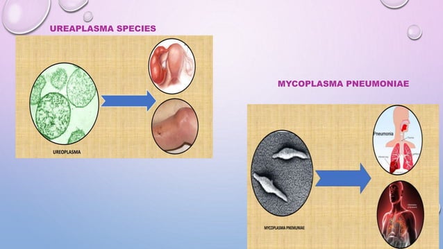 Major groups of bacteria: Spirochetes, Chlamydia, Rickettsia, nanobes ...