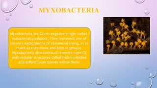 Major groups of bacteria: Spirochetes, Chlamydia, Rickettsia, nanobes ...