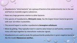 Major groups of bacteria: Spirochetes, Chlamydia, Rickettsia, nanobes ...