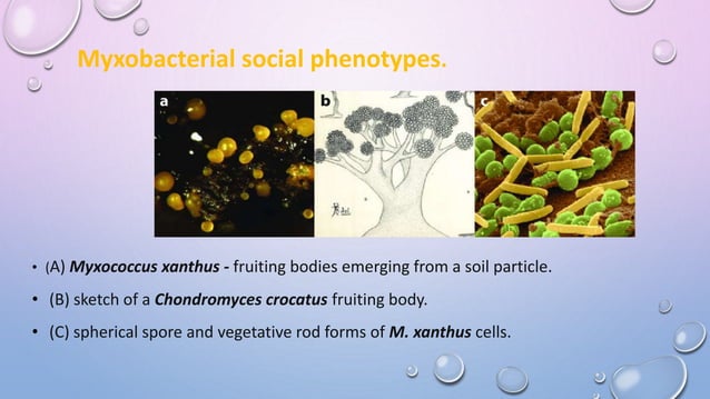 Major groups of bacteria: Spirochetes, Chlamydia, Rickettsia, nanobes ...