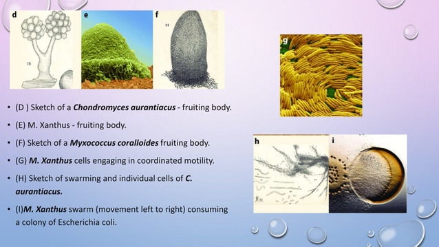Major groups of bacteria: Spirochetes, Chlamydia, Rickettsia, nanobes ...