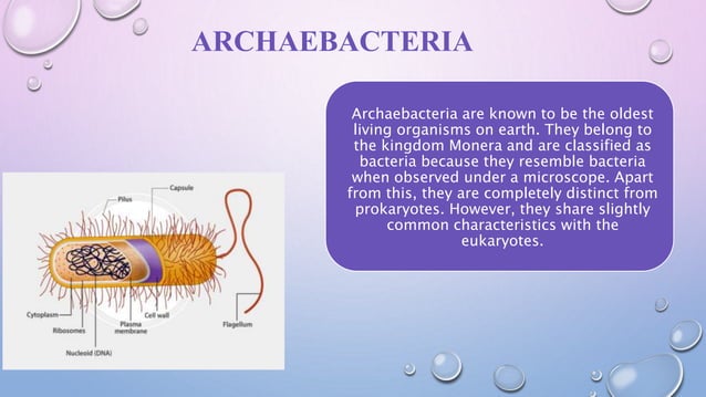 Major groups of bacteria: Spirochetes, Chlamydia, Rickettsia, nanobes ...