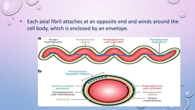 Major groups of bacteria: Spirochetes, Chlamydia, Rickettsia, nanobes ...