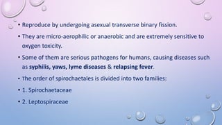 Major groups of bacteria: Spirochetes, Chlamydia, Rickettsia, nanobes ...