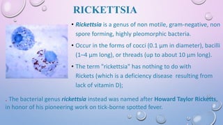 Major groups of bacteria: Spirochetes, Chlamydia, Rickettsia, nanobes ...