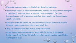 Major groups of bacteria: Spirochetes, Chlamydia, Rickettsia, nanobes ...