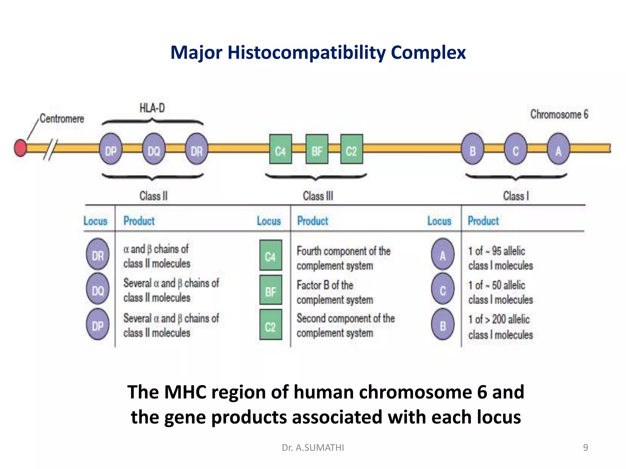 Major histocompatibility complex | PPT