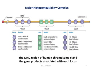 Major histocompatibility complex | PPT