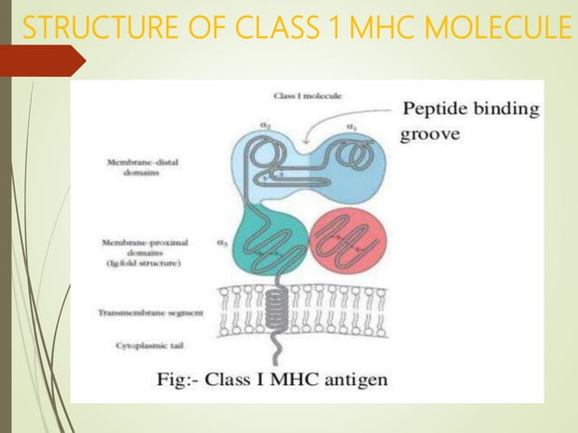Major histocompatibility complex | PPTX | Genetics | Science