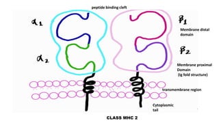 MAJOR HISTOCOMPATIBILITY COMPLEX by Pranzly.ppt