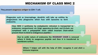 MAJOR HISTOCOMPATIBILITY COMPLEX by Pranzly.ppt