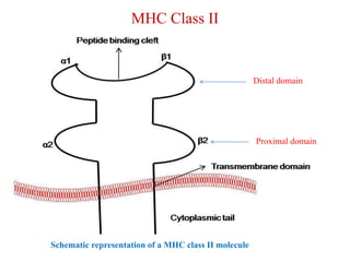 Major Histocompatibility Complex.ppt