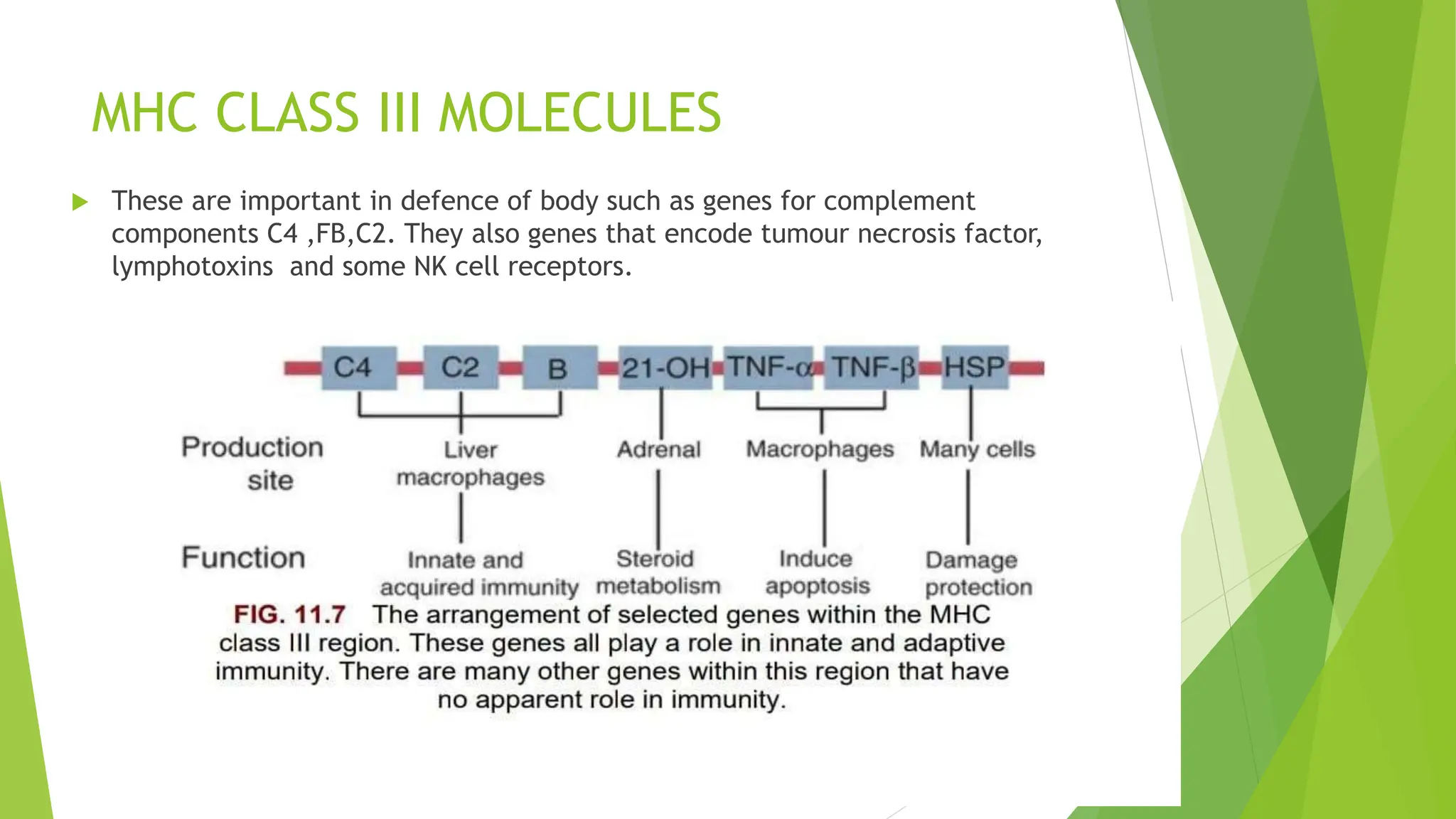 THE MAJOR HISTOCOMPATIBILITY COMPLEX.pptx