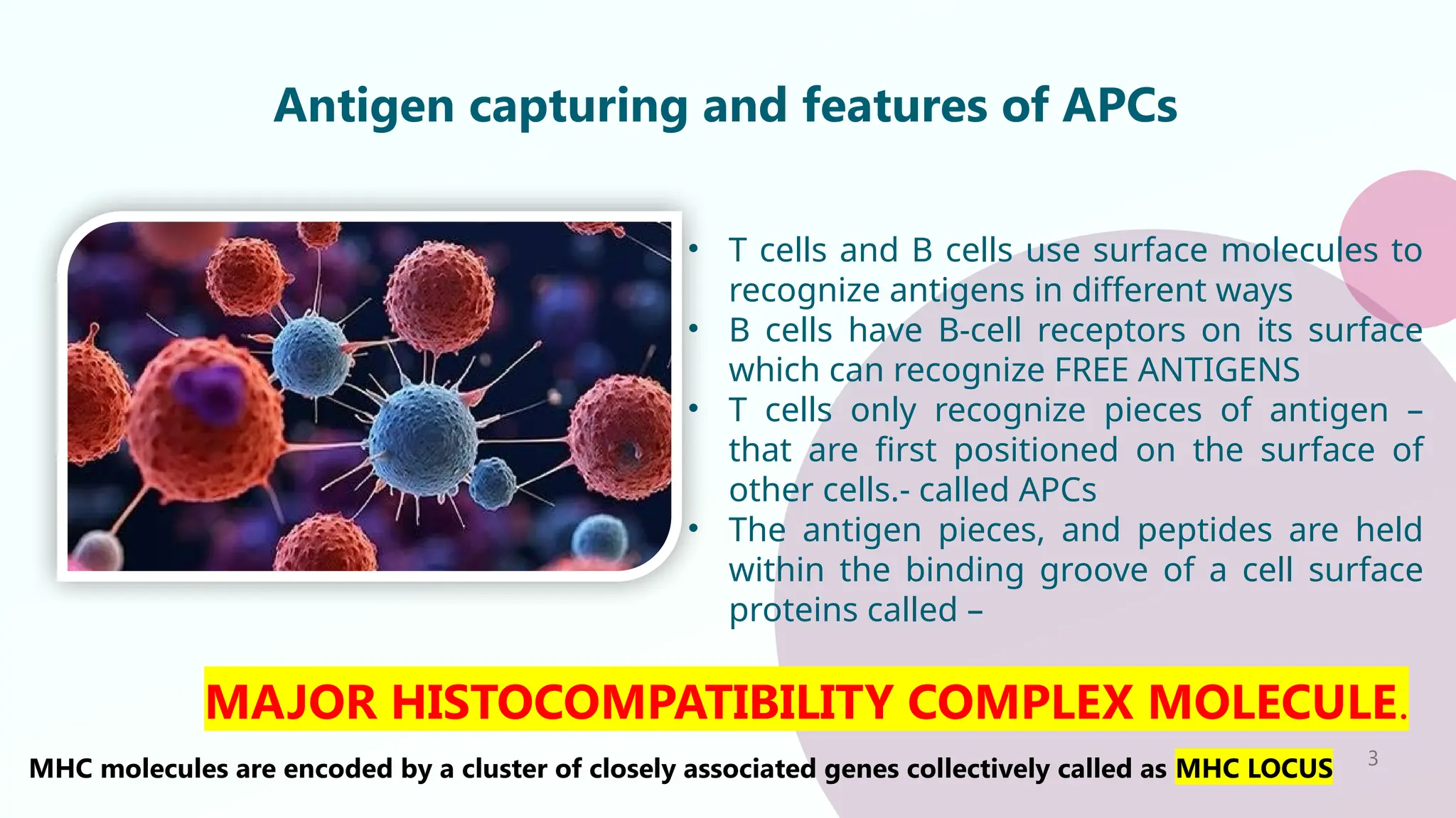 MAJOR HISTOCOMPATIBILITY COMPLEX.pptx immunology lecture | PPTX