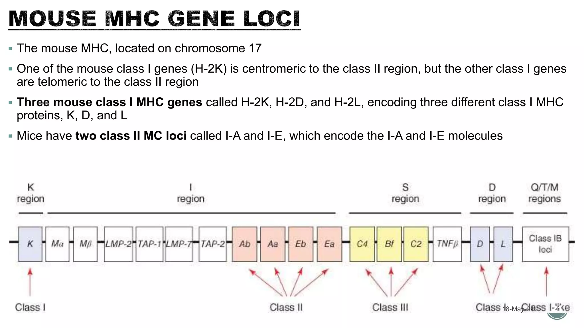 Major histocompatibility complex and antigen presentation & processing ...