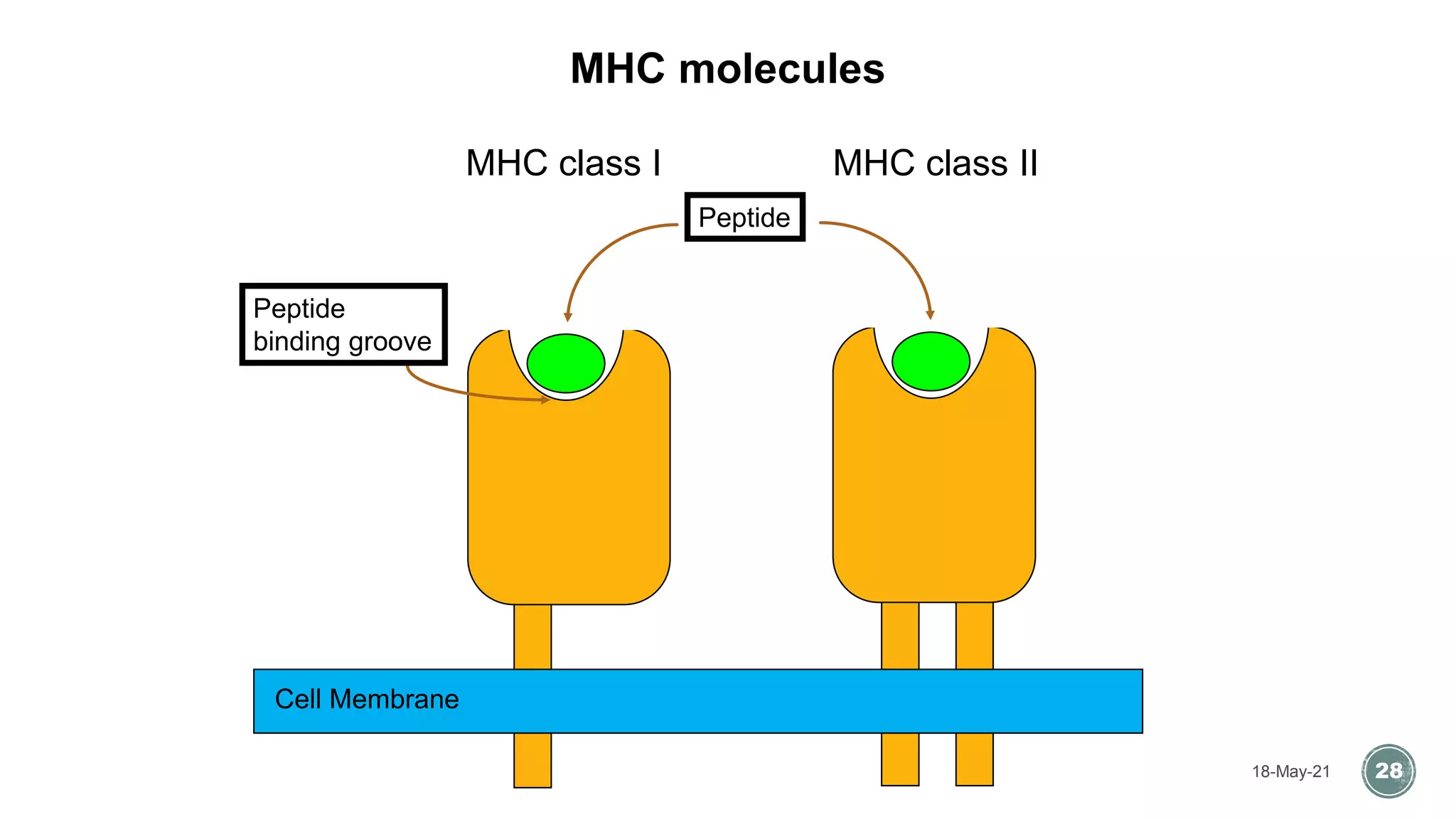 Major histocompatibility complex and antigen presentation & processing | PPT
