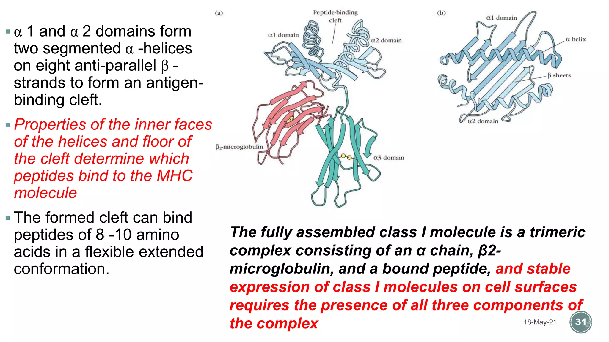 Major histocompatibility complex and antigen presentation & processing ...