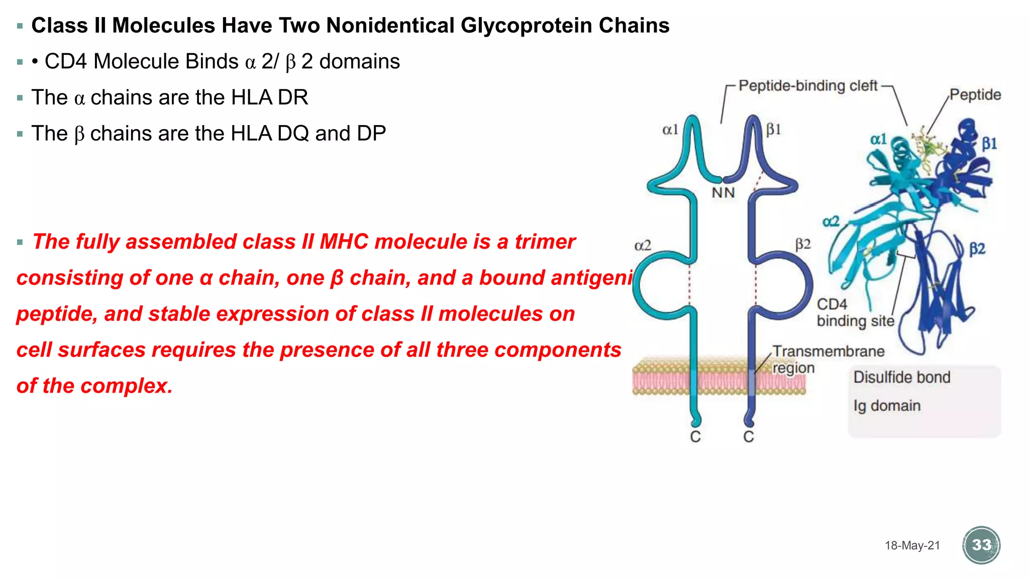 Major histocompatibility complex and antigen presentation & processing | PPT