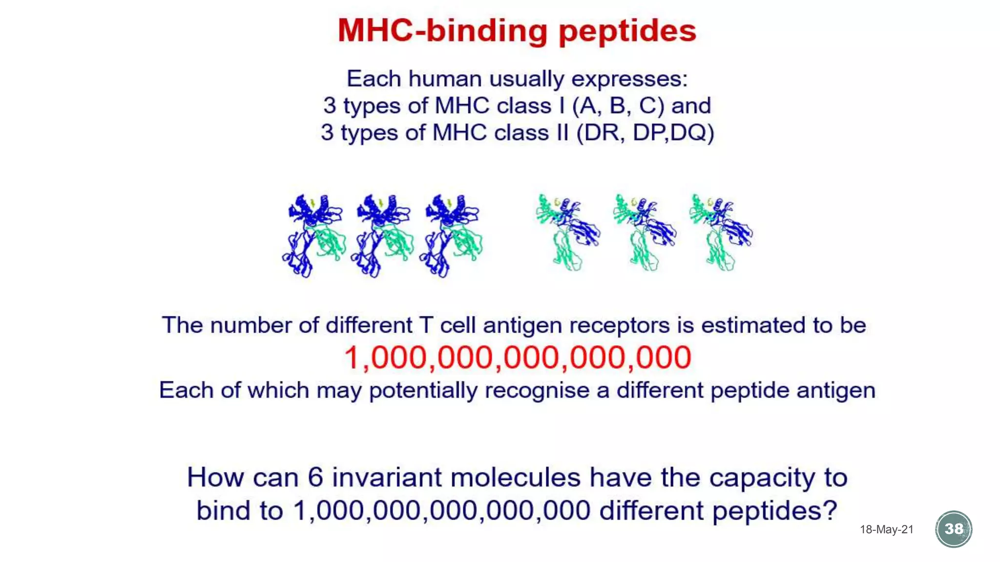 Major histocompatibility complex and antigen presentation & processing | PPT