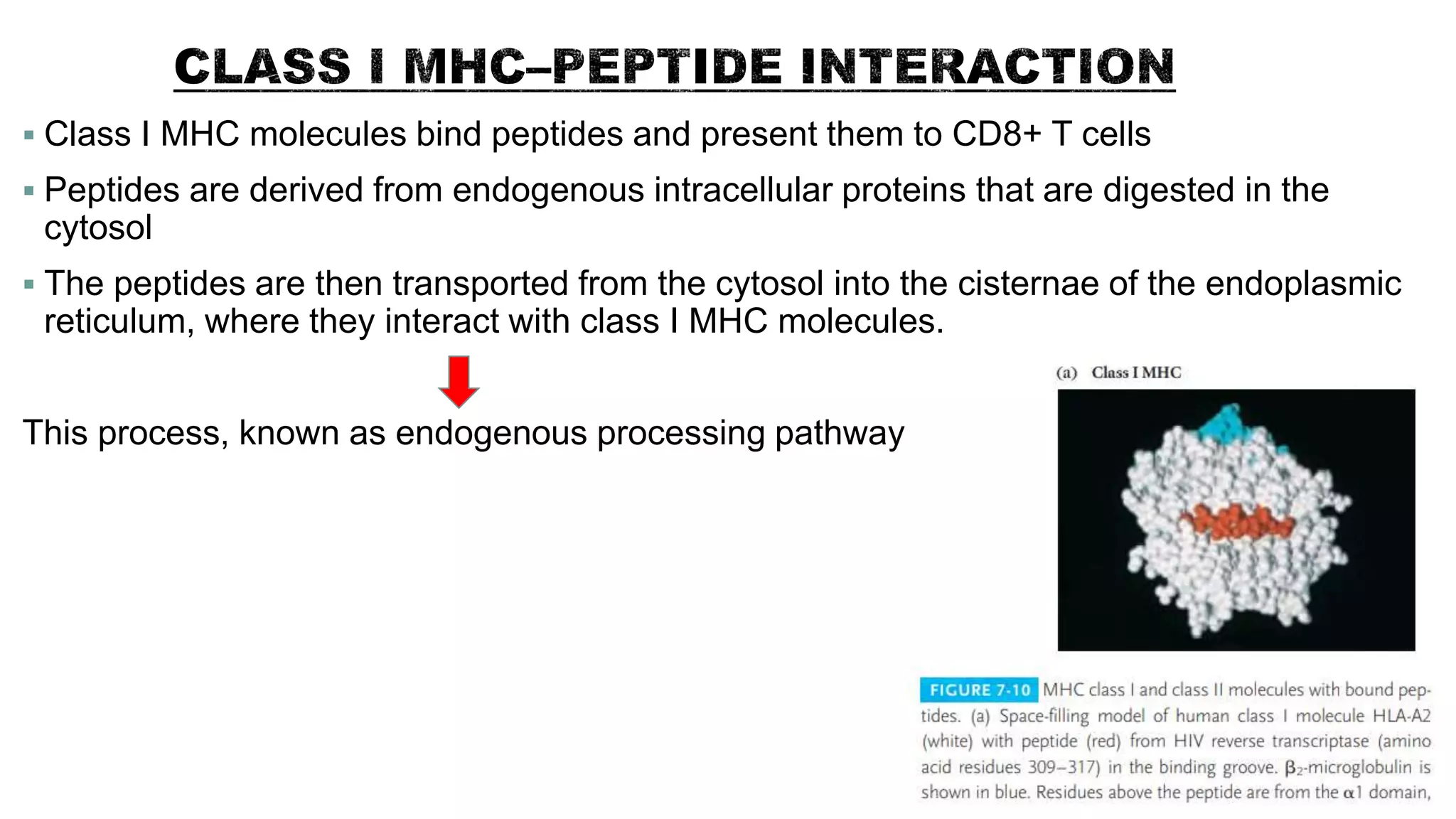 Major histocompatibility complex and antigen presentation & processing | PPT