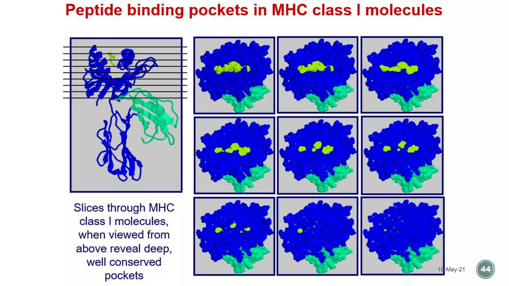 Major histocompatibility complex and antigen presentation & processing | PPT