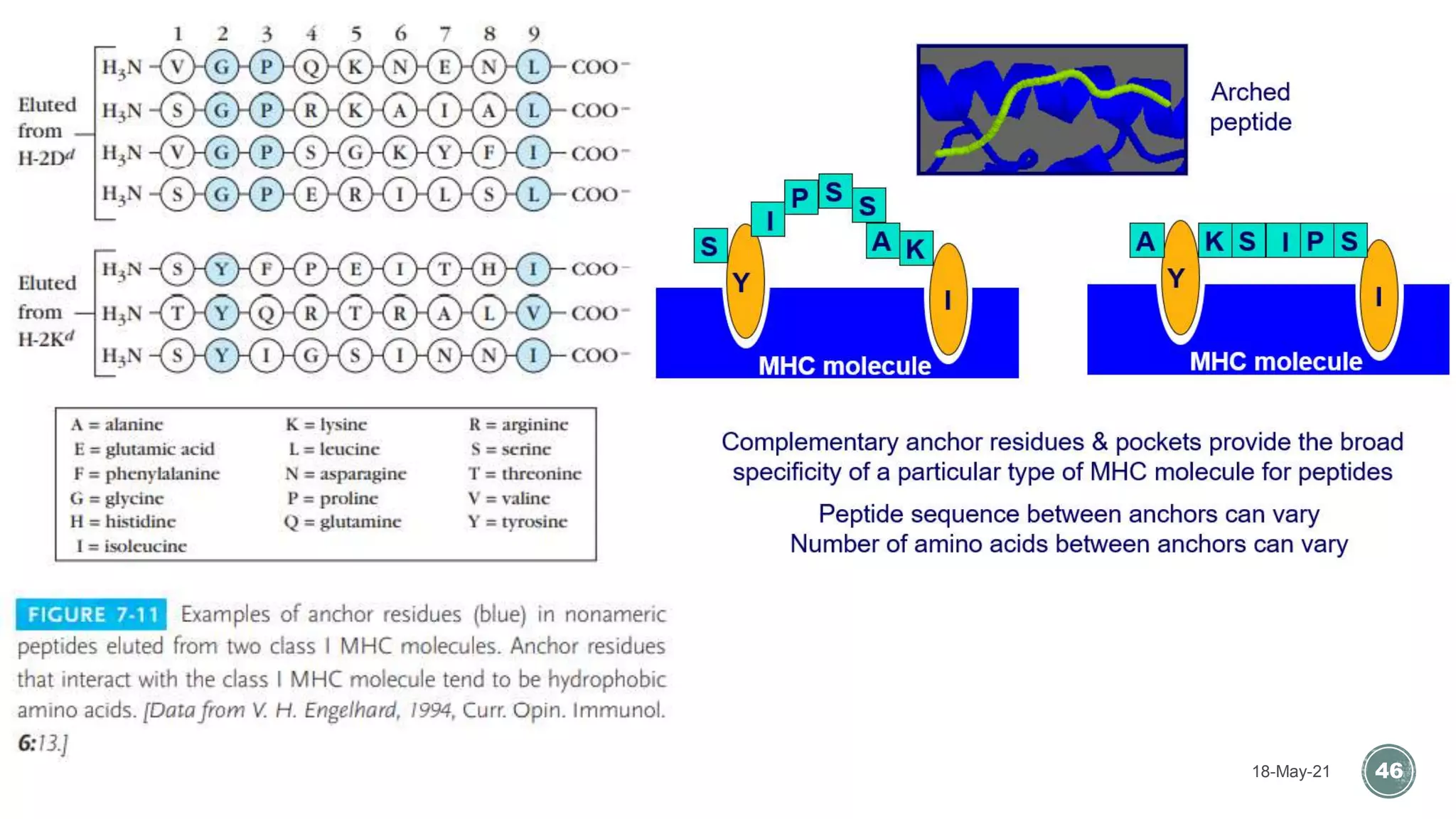 Major histocompatibility complex and antigen presentation & processing | PPT