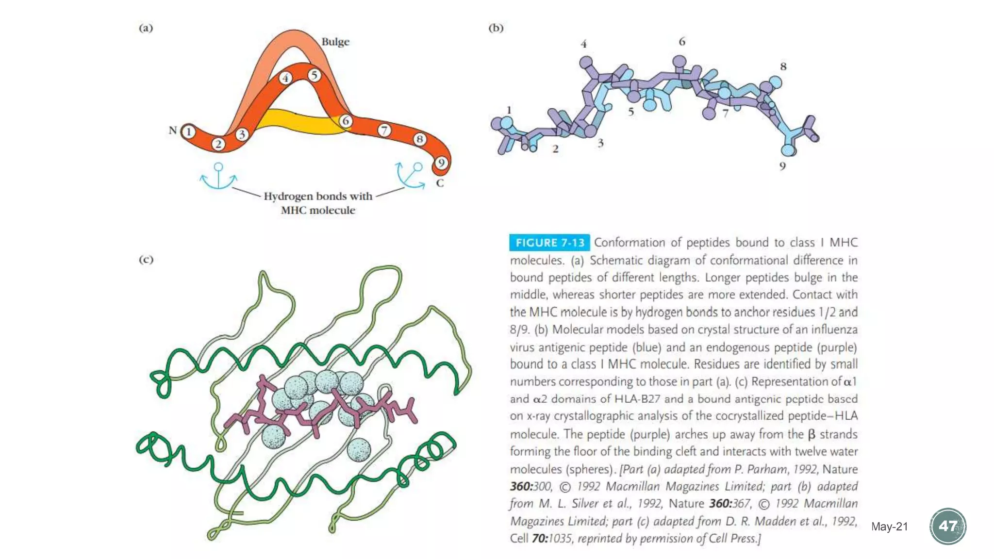 Major histocompatibility complex and antigen presentation & processing | PPT