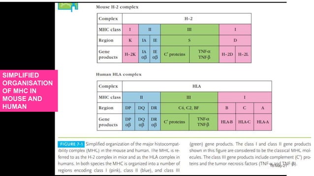 Major histocompatibility complex and antigen presentation & processing | PPT