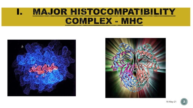 Major histocompatibility complex and antigen presentation & processing | PPT