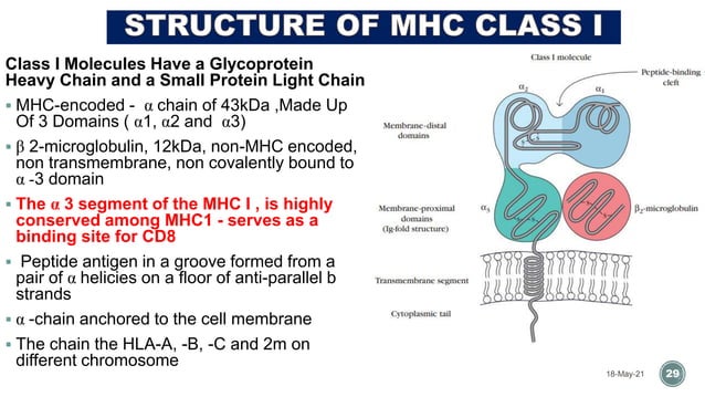 Major histocompatibility complex and antigen presentation & processing | PPT