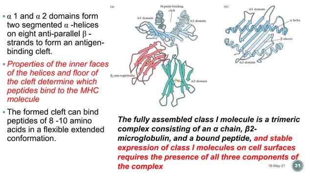 Major histocompatibility complex and antigen presentation & processing | PPT